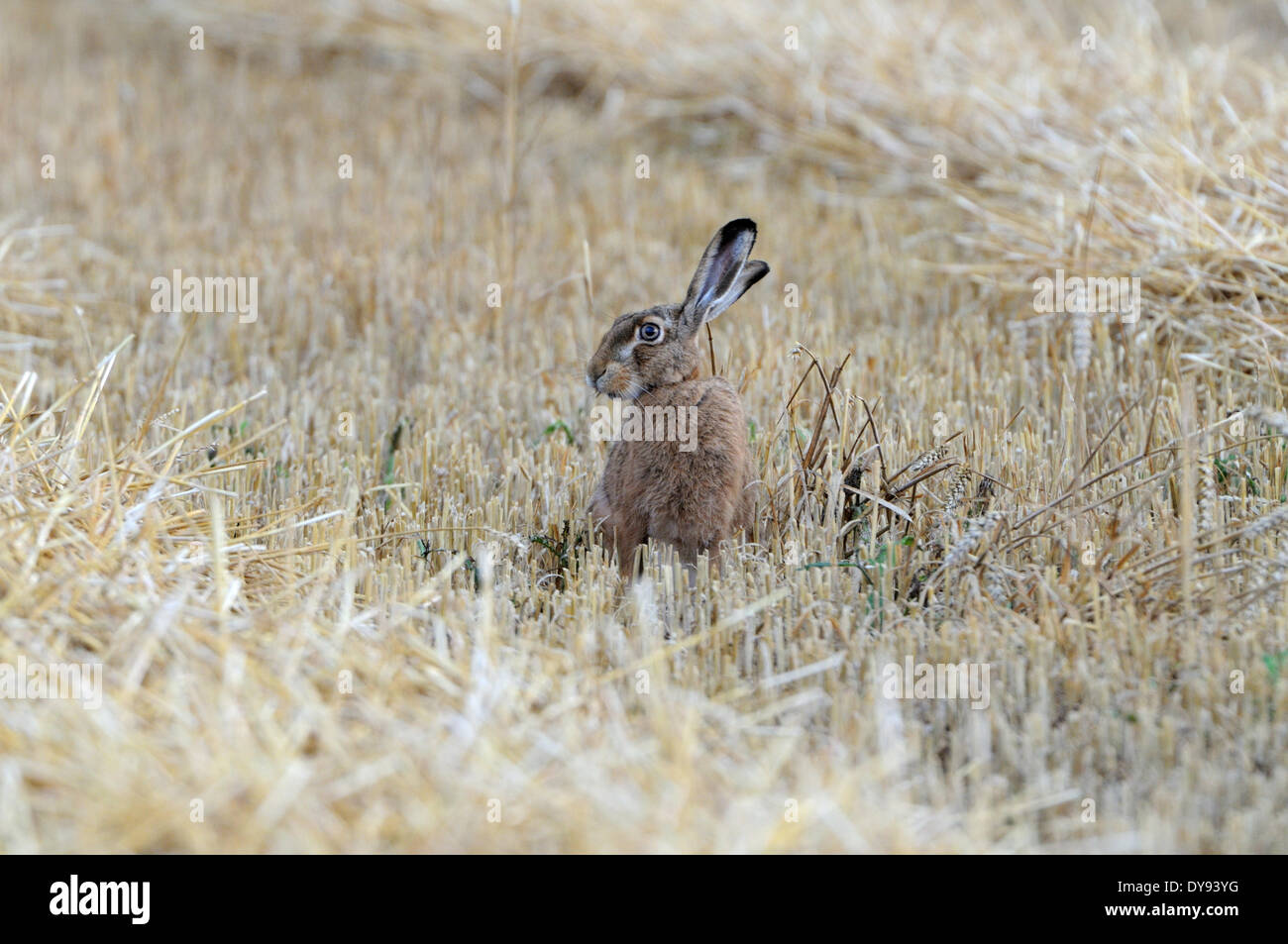 Field scenery hi-res stock photography and images - Alamy