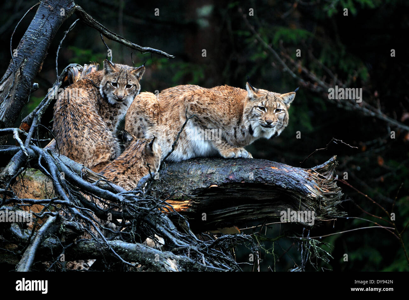 Lynx cat big cat predator cats wildcat big cats lynxes fur animals winter winter lynx snow Lynx ...