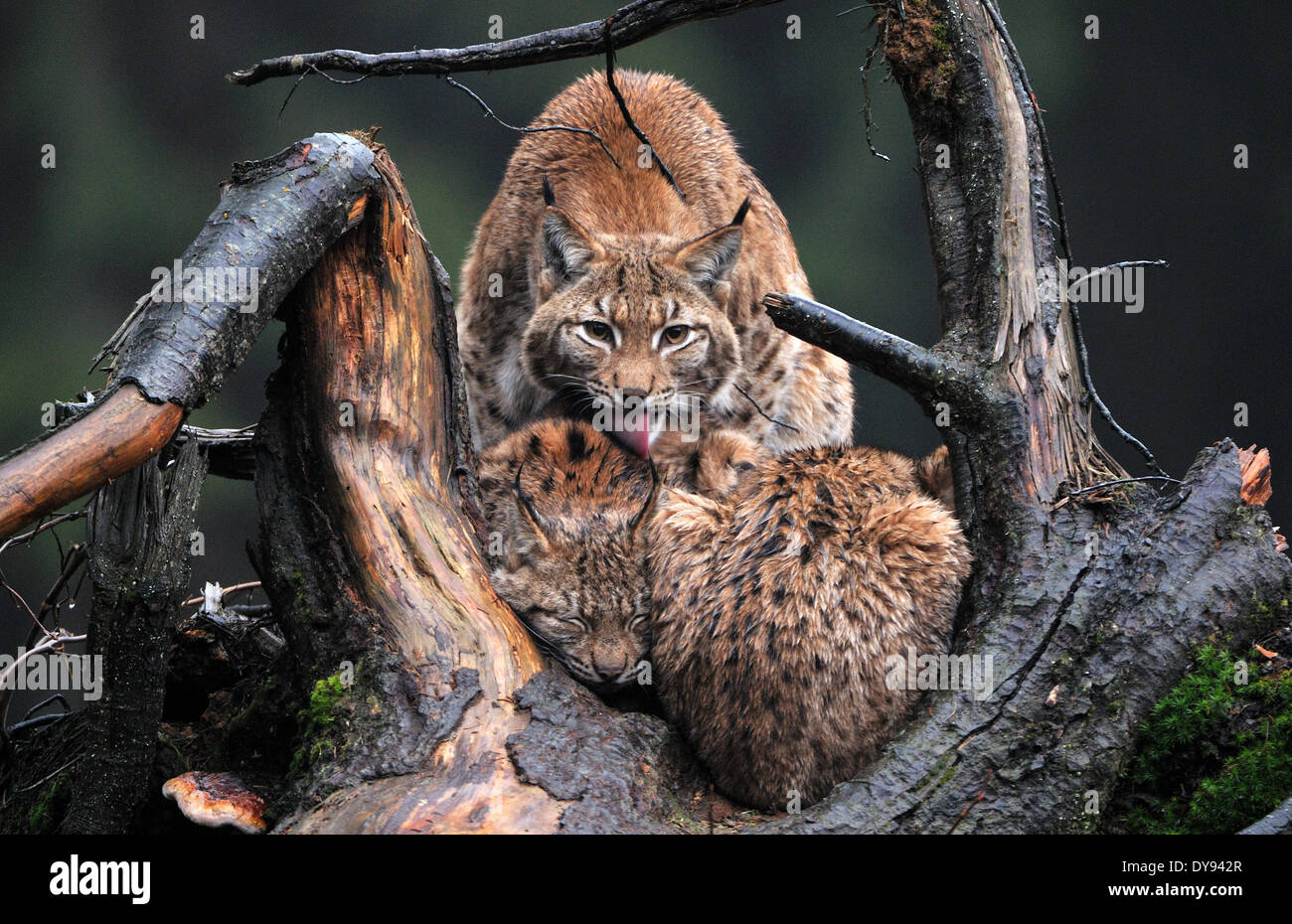 Lynx cat big cat predator cats wildcat big cats lynxes fur animals ...