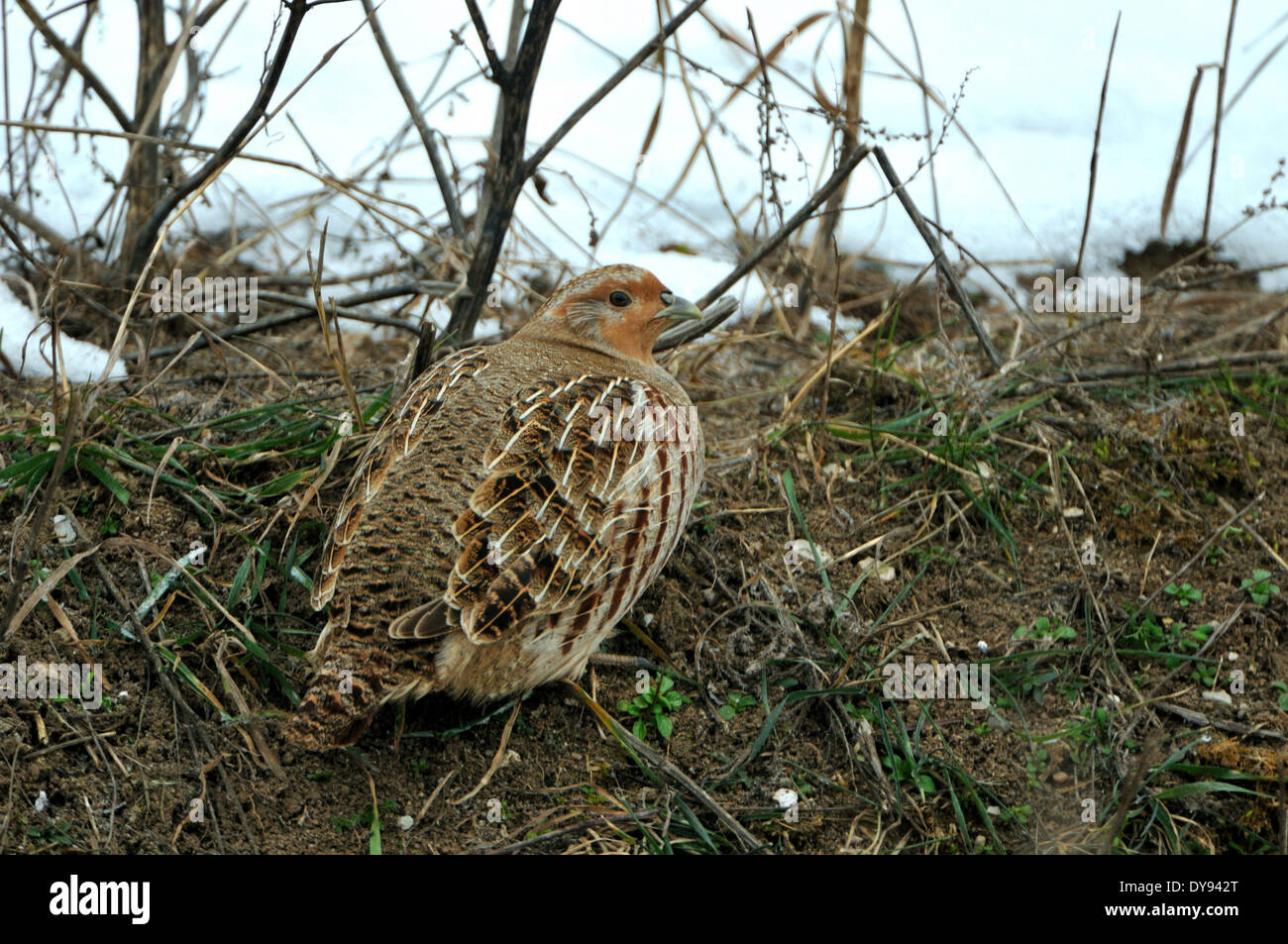 Wild chickens hi-res stock photography and images - Alamy