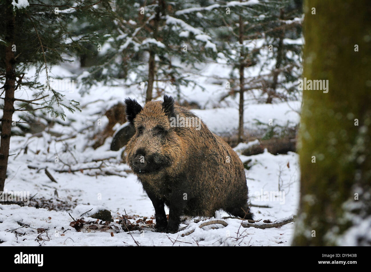 Wild boar Sus scrofa scrofa sow sows wild boars cloven-hoofed animal ...