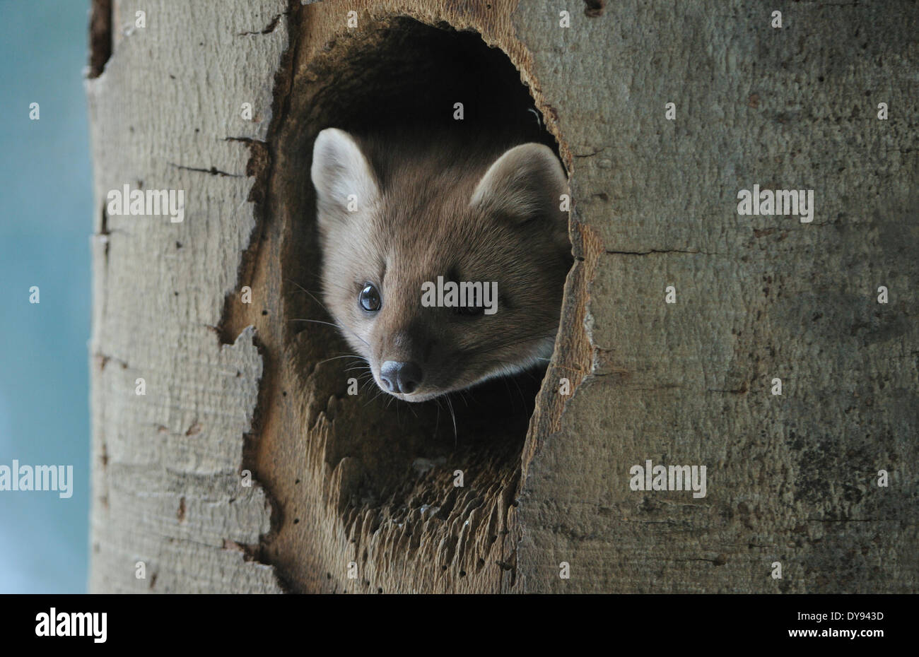 Golden robin hi-res stock photography and images - Alamy