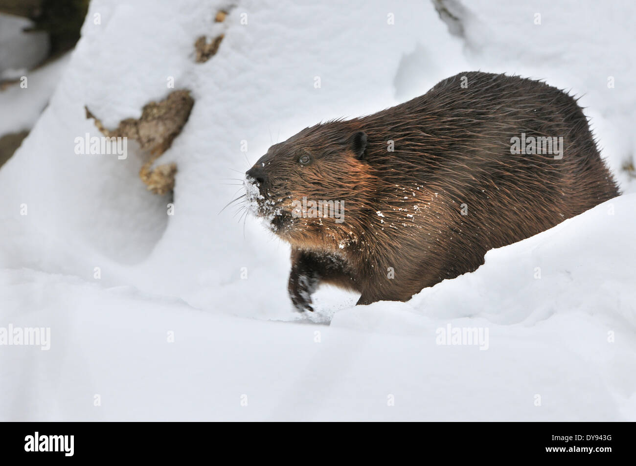 Beavers rodents Castor fiber rodent European beaver mammals rodents ...