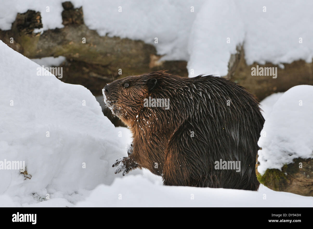 Beavers rodents Castor fiber rodent European beaver mammals rodents ...