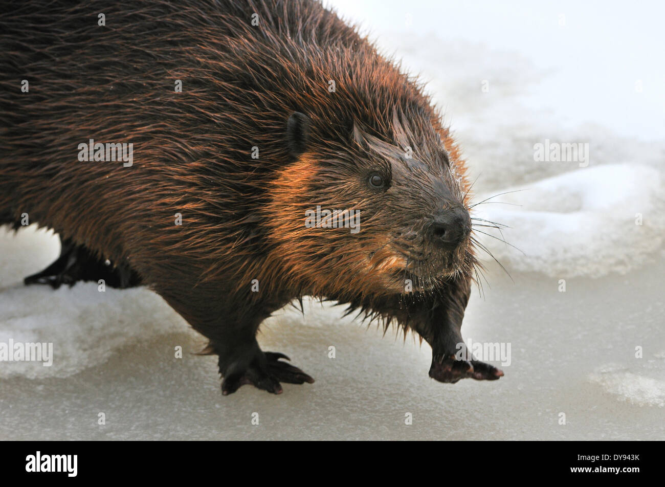 Beavers rodents Castor fiber rodent European beaver mammals rodents ...