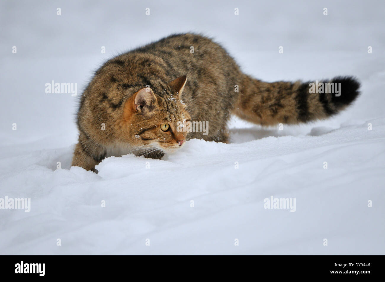 Wildcat predator game predator predators hi-res stock photography and ...