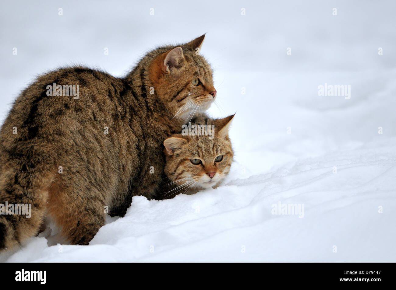 Wildcat predator game predator predators small cats cats cat wild cats ...