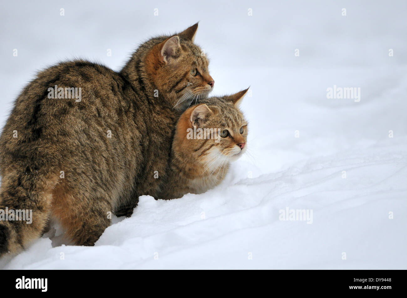Wildcat predator game predator predators small cats cats cat wild cats ...