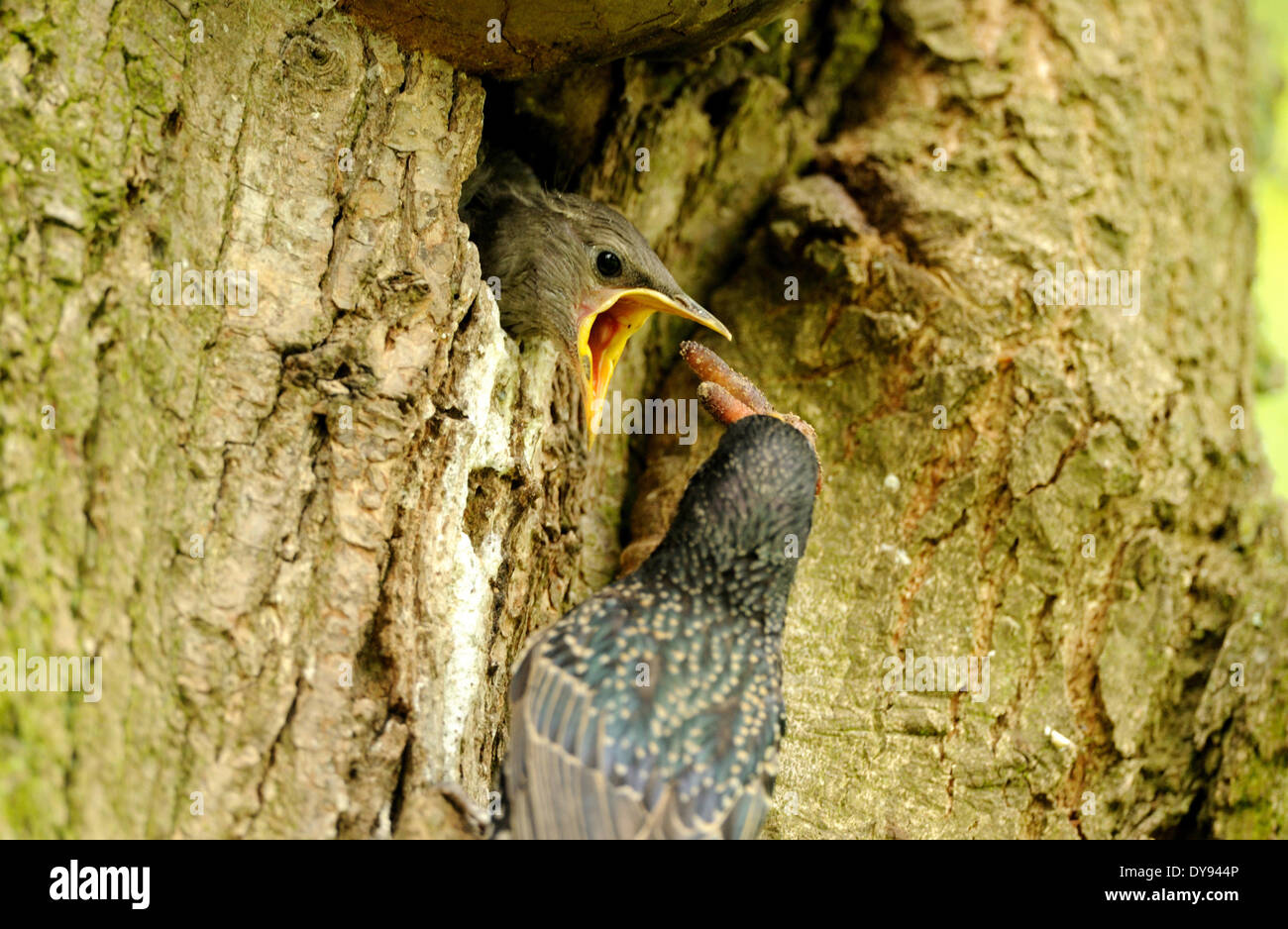 Songbird nest hi-res stock photography and images - Alamy