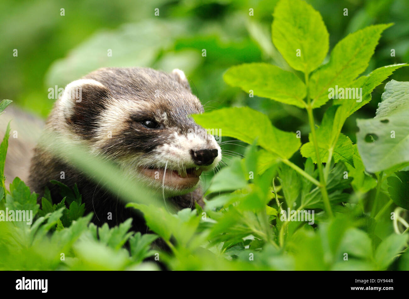 Polecat fitch mustelidae polecats European Polecat predator Nocturnal ...