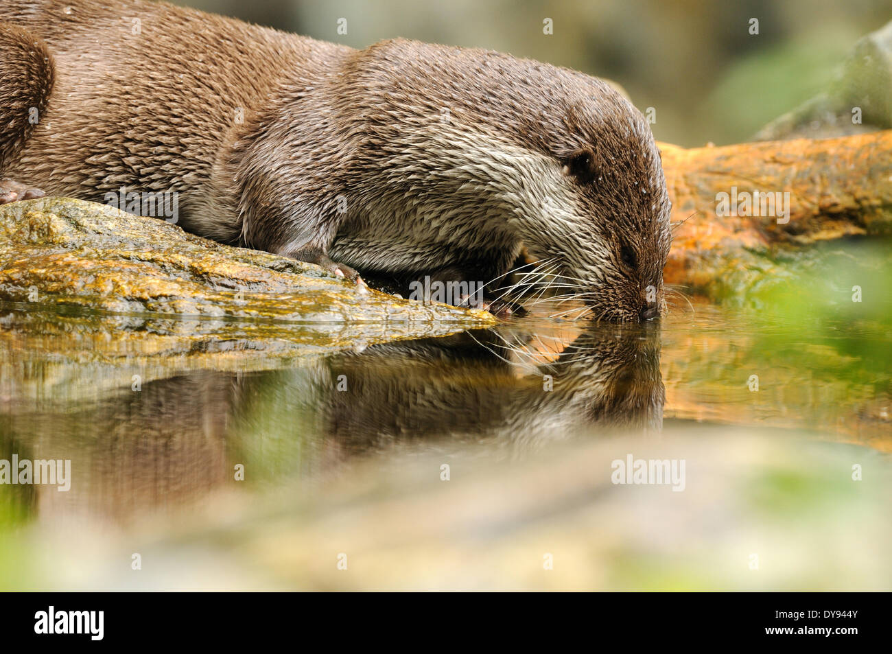 Otter Lutra lutra hairy-nosed otter mustelidae martens predators canids ...