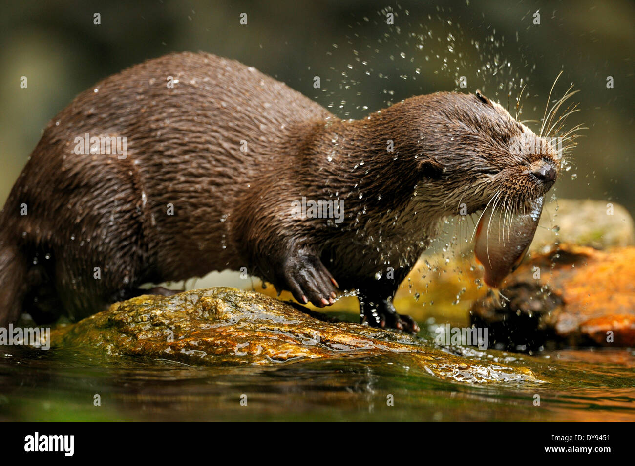 Otter Lutra lutra hairy-nosed otter mustelidae martens predators canids ...