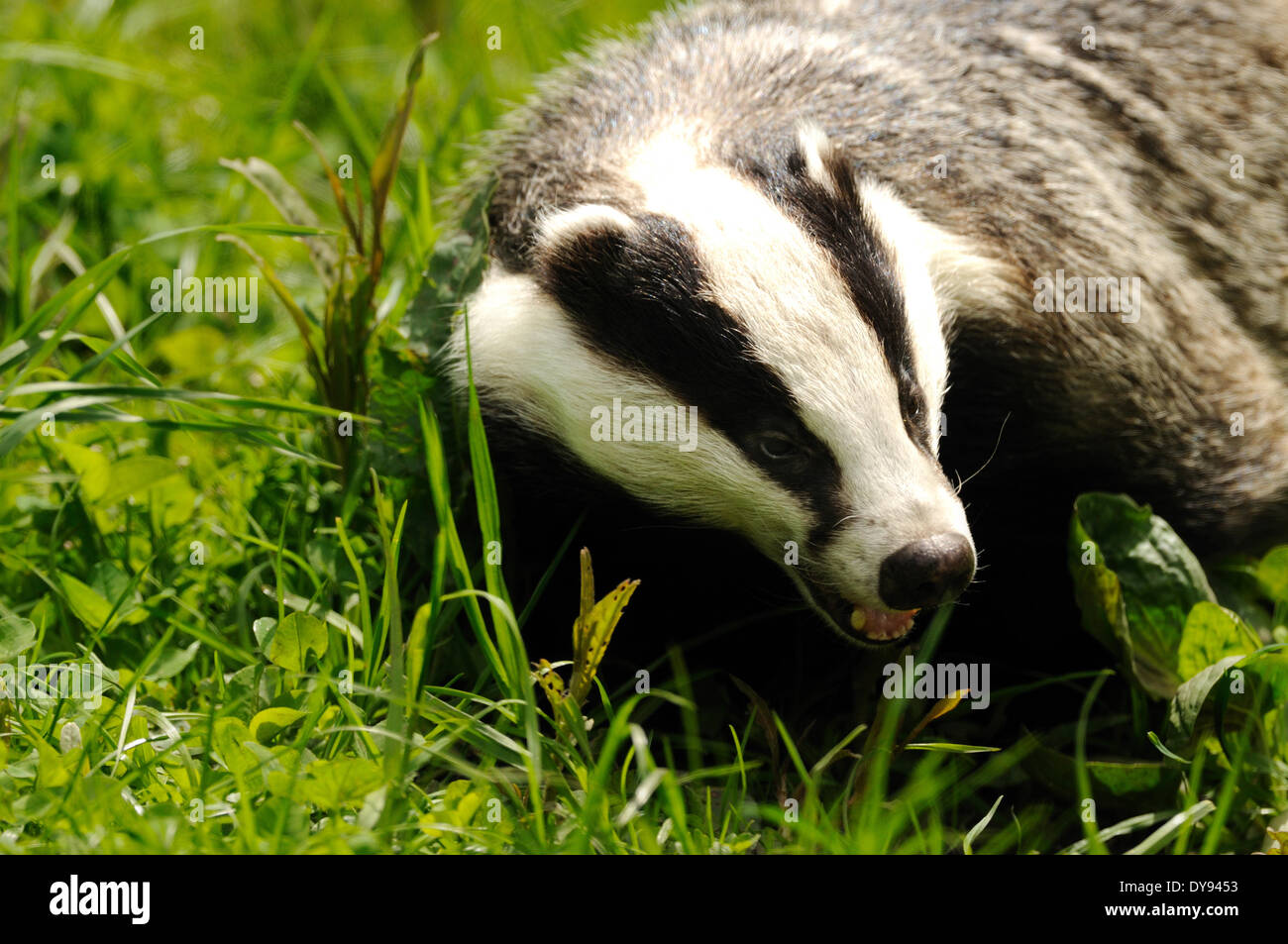 Badger, Meles meles, spring, meadow, mustelidae, martens, animal ...