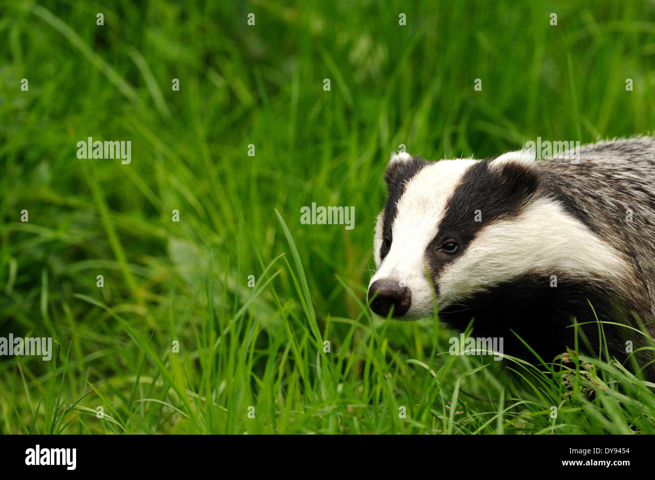 Badger meles meles hi-res stock photography and images - Alamy