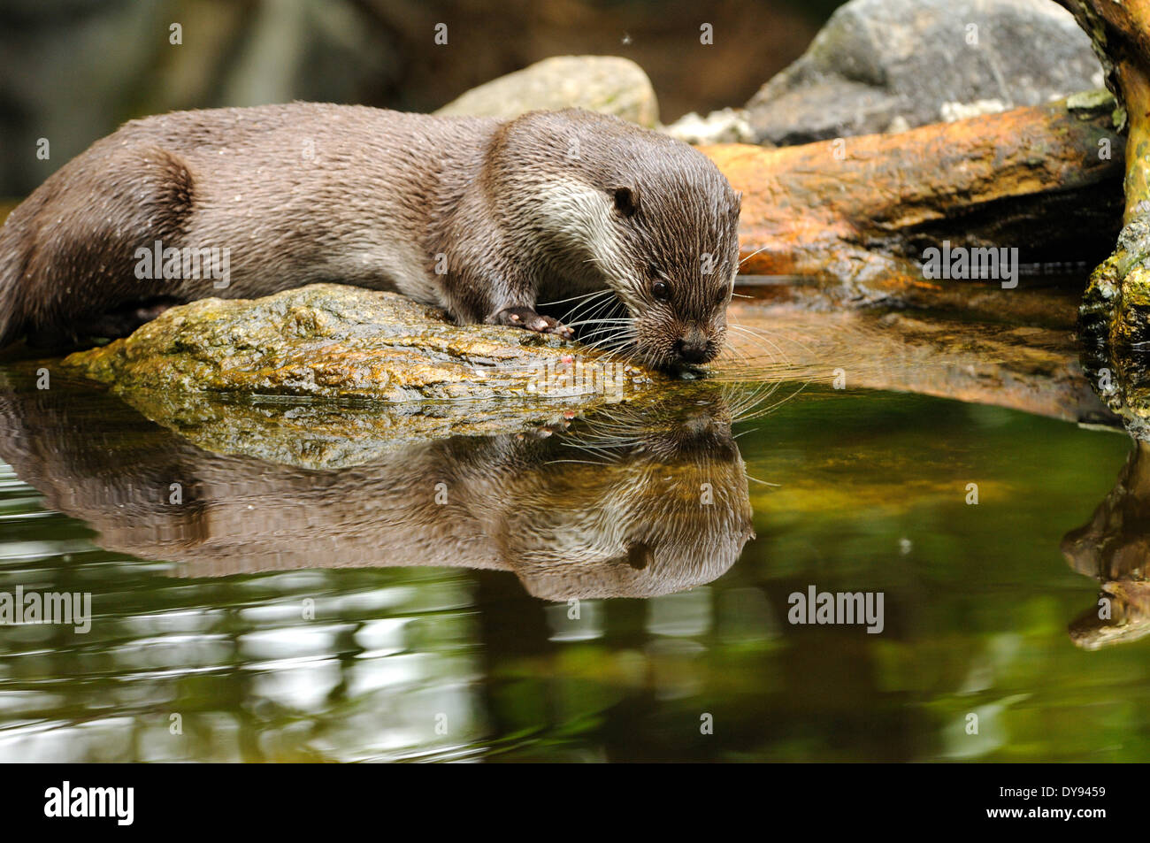 Otter Lutra lutra hairy-nosed otter mustelidae martens predators canids ...