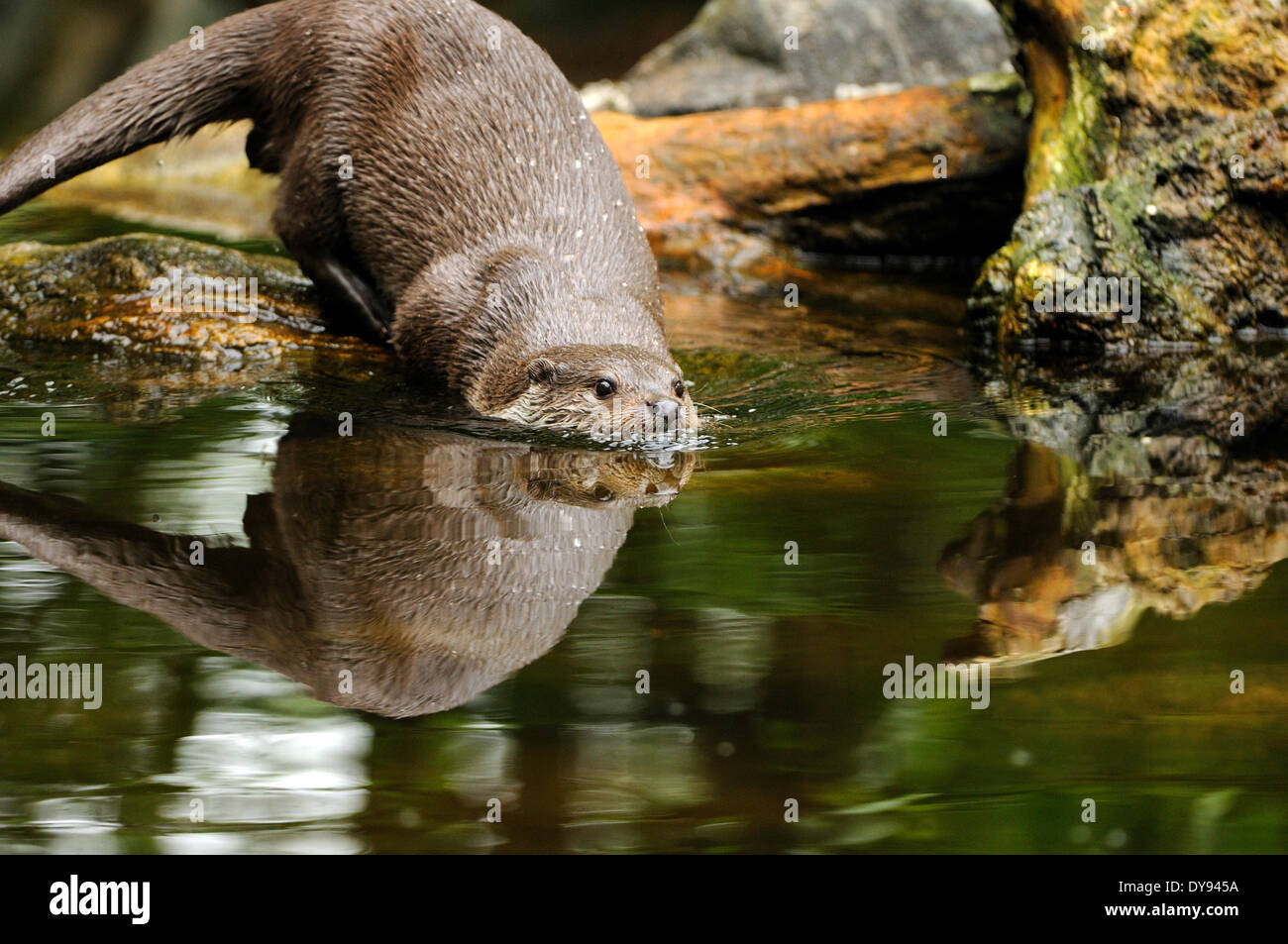 Otter Lutra lutra hairy-nosed otter mustelidae martens predators canids ...