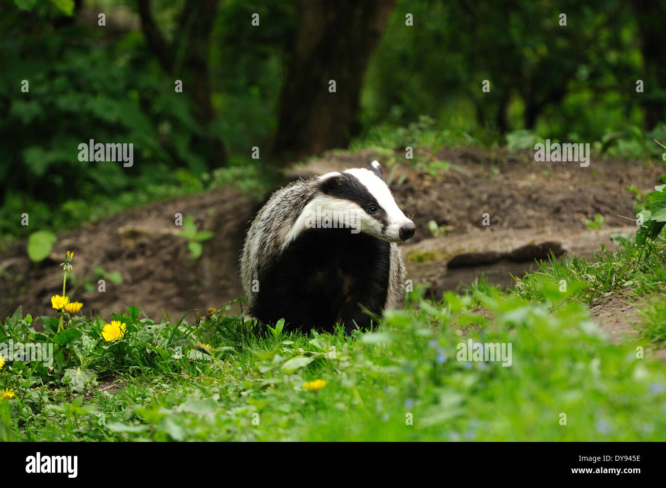 Badger, Meles meles, spring, meadow, mustelidae, martens, animal ...