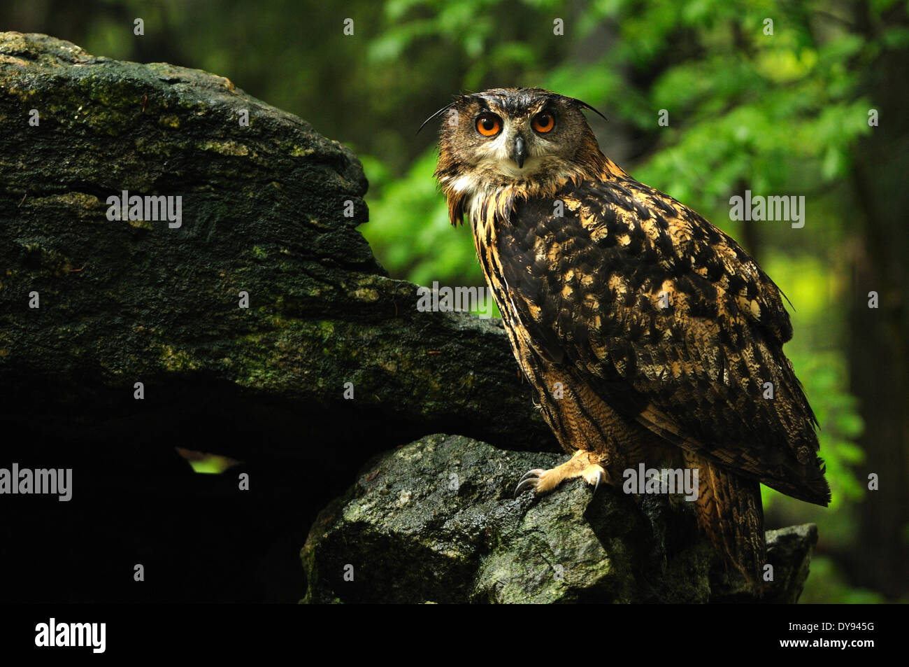 Bubo bubo europe hi-res stock photography and images - Alamy