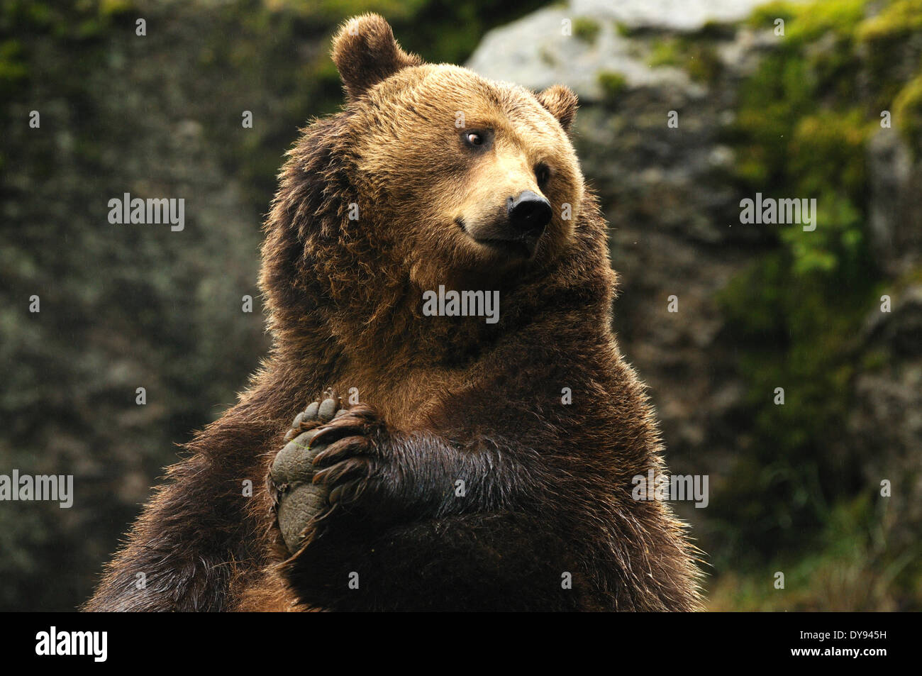 Brown bear, European bear, European brown bear, predator, Ursus arctos ...