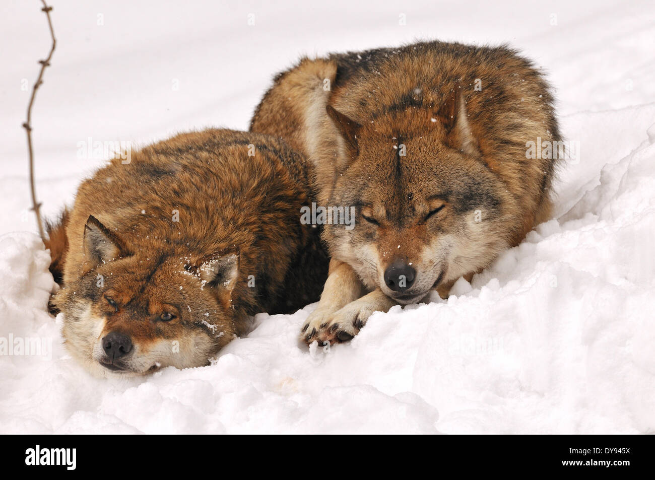 Canis lupus canids European Wolf gray wolf predators wolves predator ...