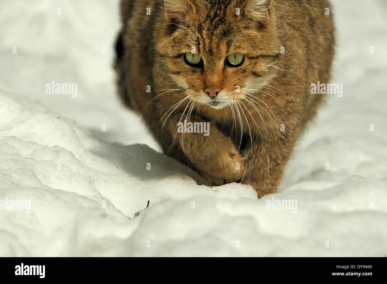 Wildcat predator game predator predators small cats cats cat wild cats ...