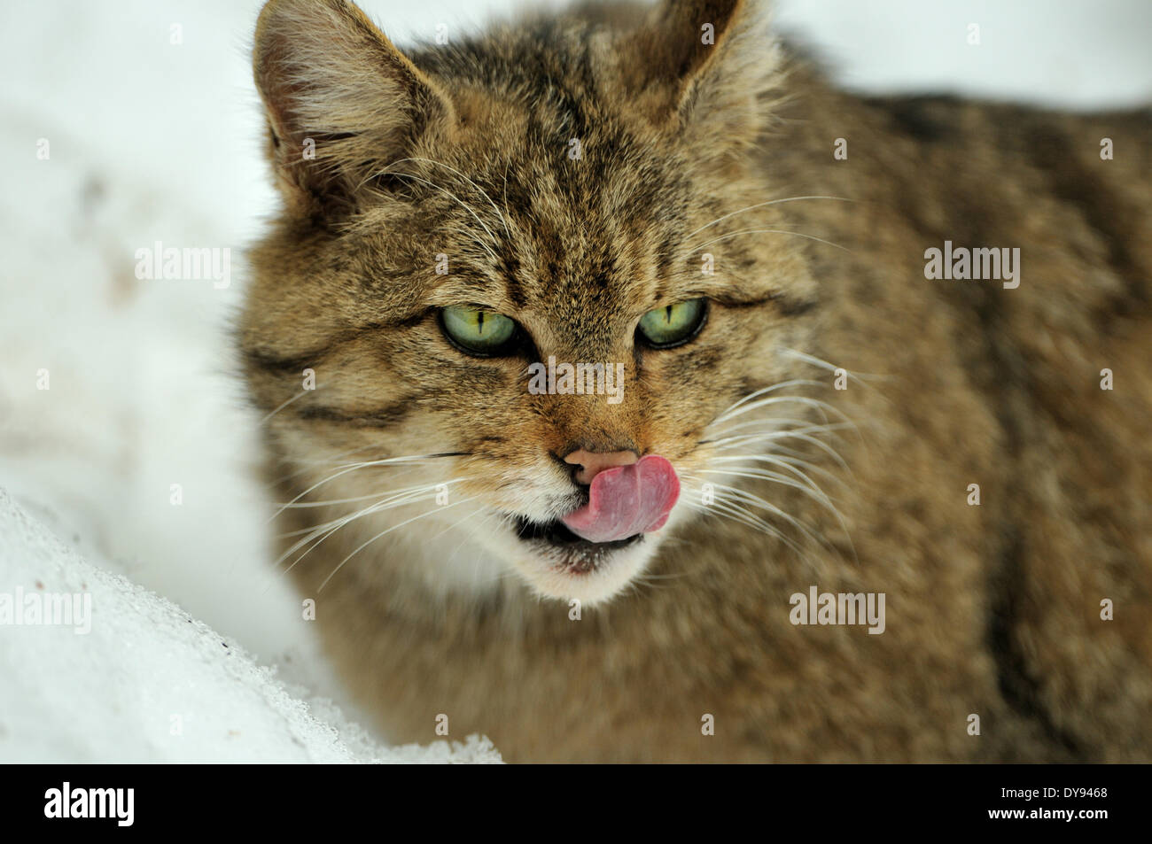 Wildcat predator game predator predators small cats cats cat wild cats ...