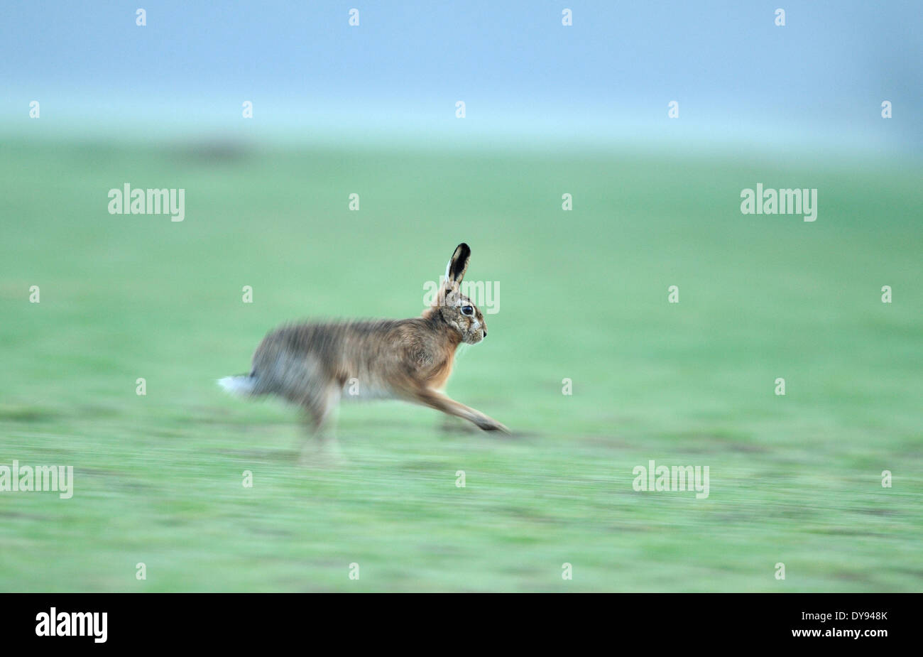 Hare Rabbit Lepus europaeus Pallas brown hare bunny turnip blow turnips ...