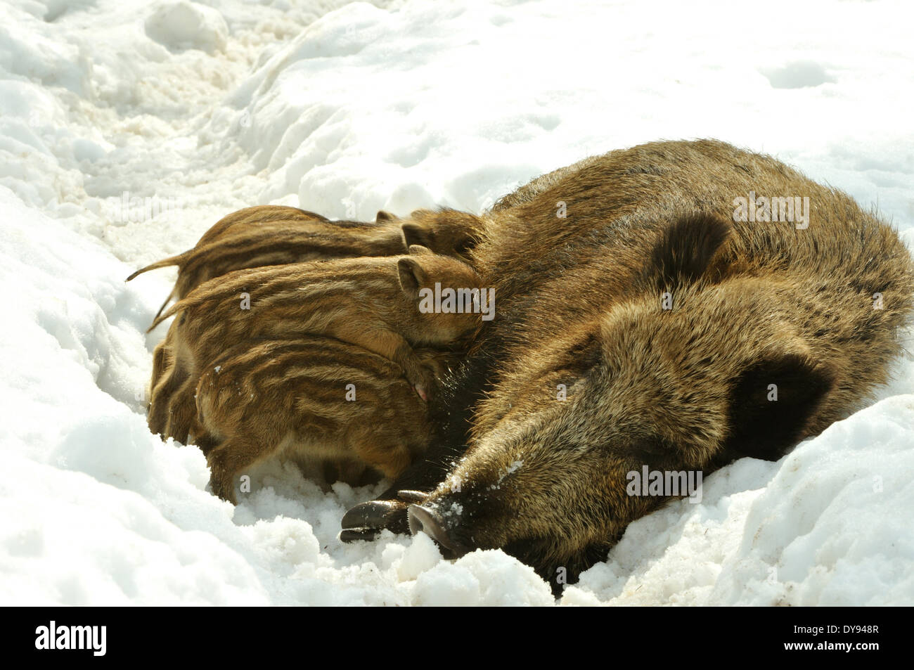 Female with young animals hi-res stock photography and images - Alamy