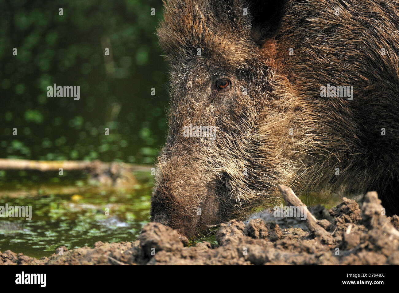 Wild boar Sus scrofa scrofa sow sows wild boars cloven-hoofed animal ...