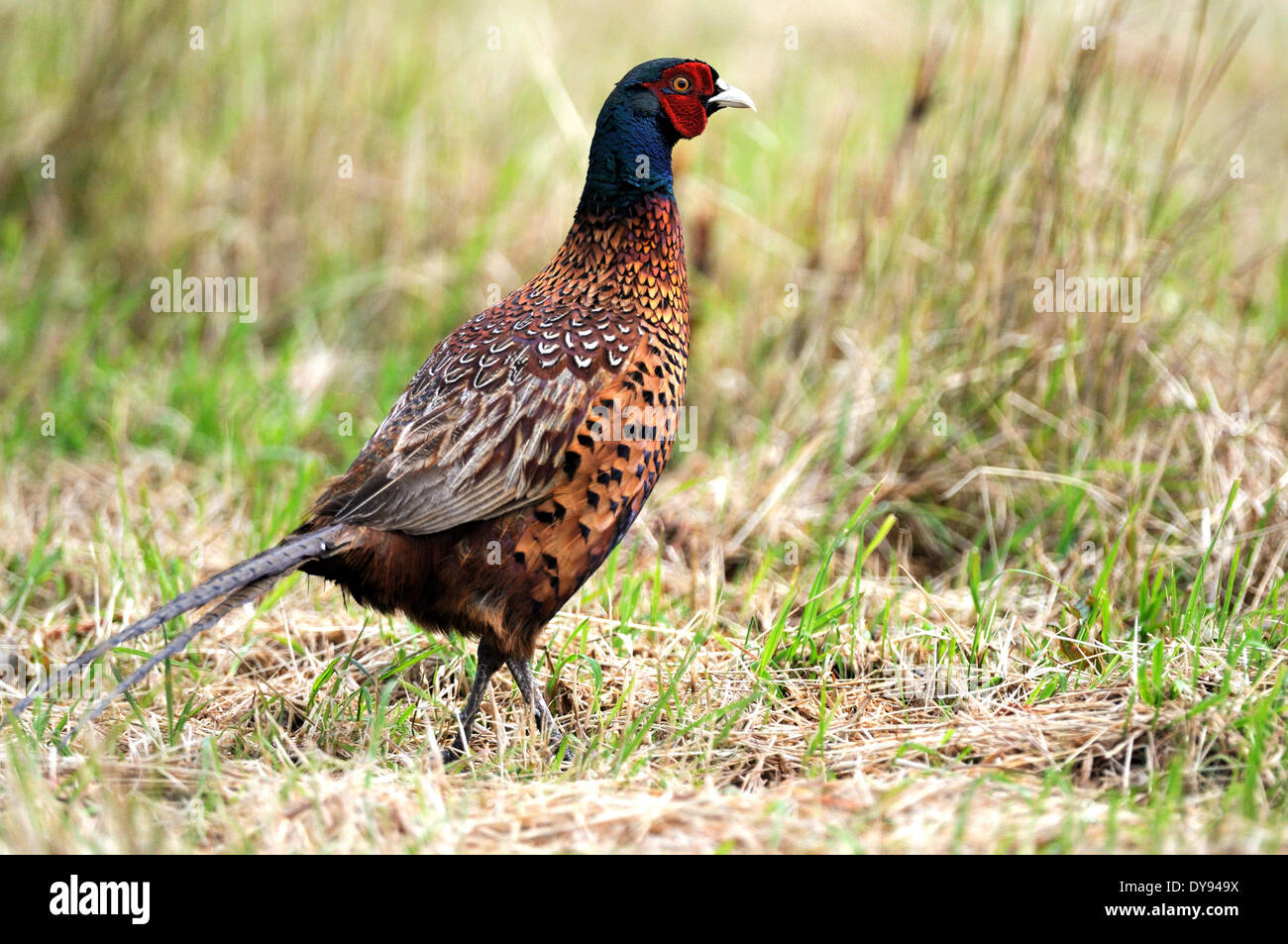 Pheasant common pheasant gallinaceous birds Phasianus colchicus ...