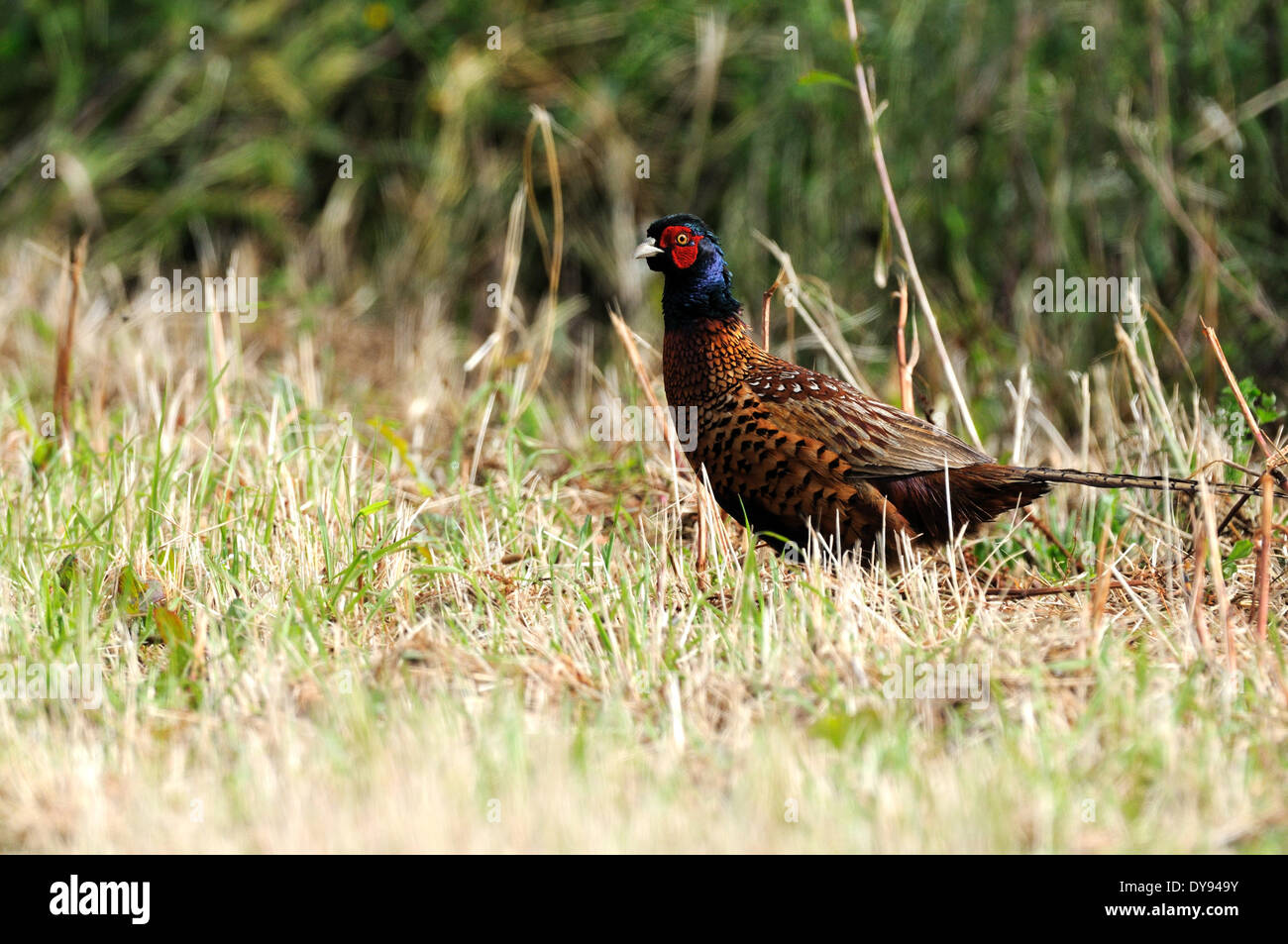 Pheasant common pheasant gallinaceous birds Phasianus colchicus ...