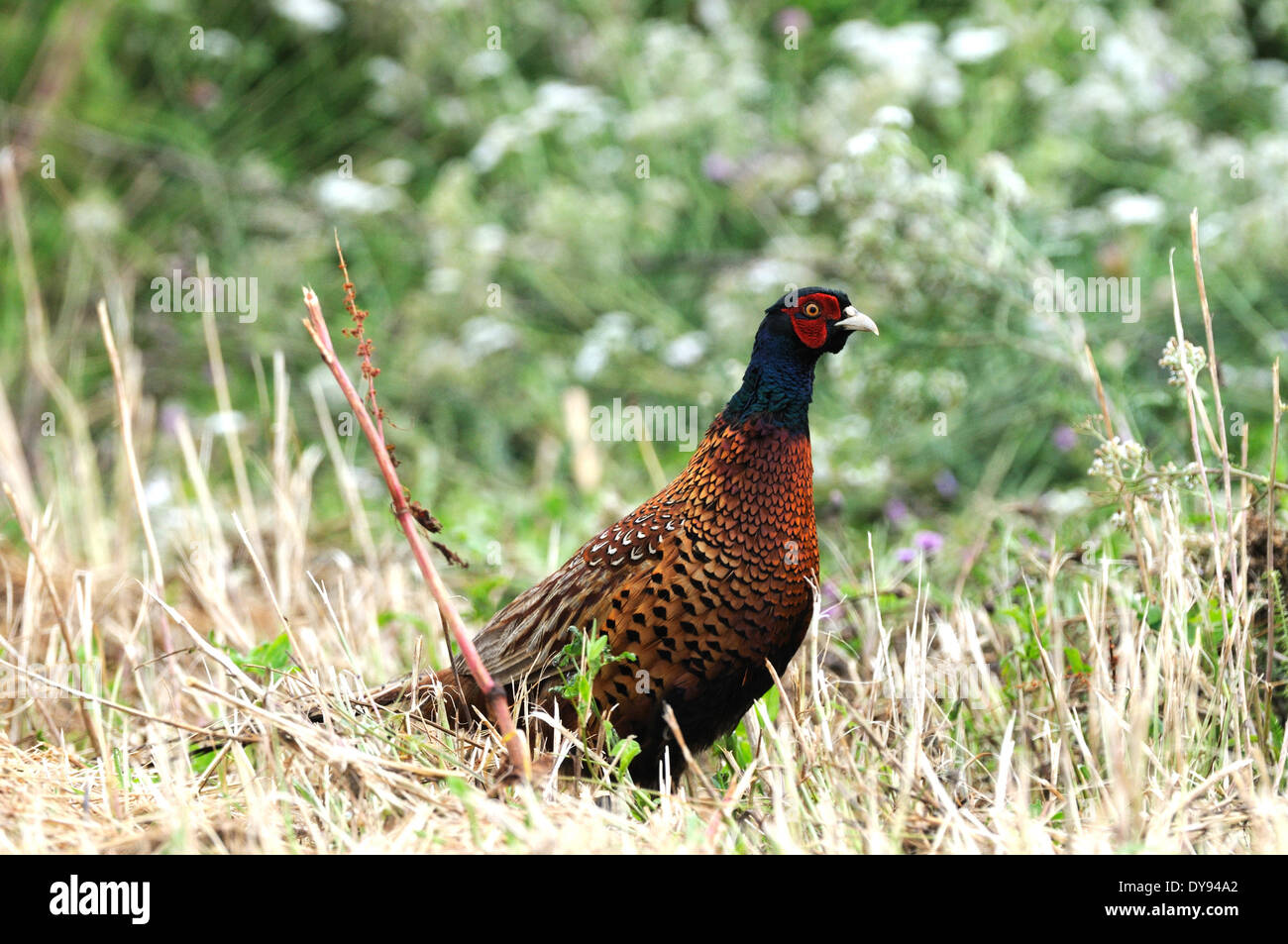 Pheasant common pheasant gallinaceous birds Phasianus colchicus ...