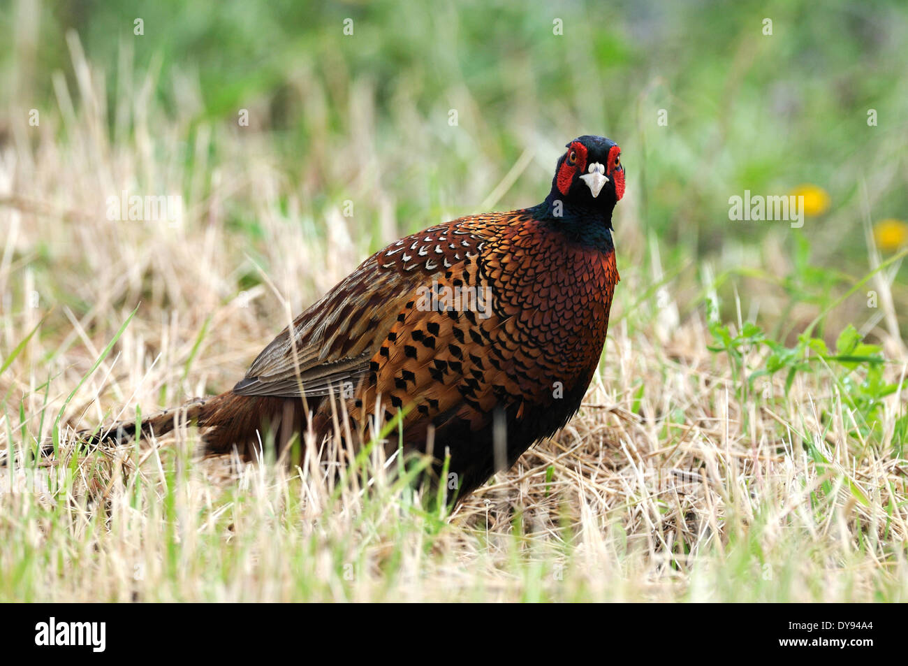 Pheasant common pheasant gallinaceous birds Phasianus colchicus ...