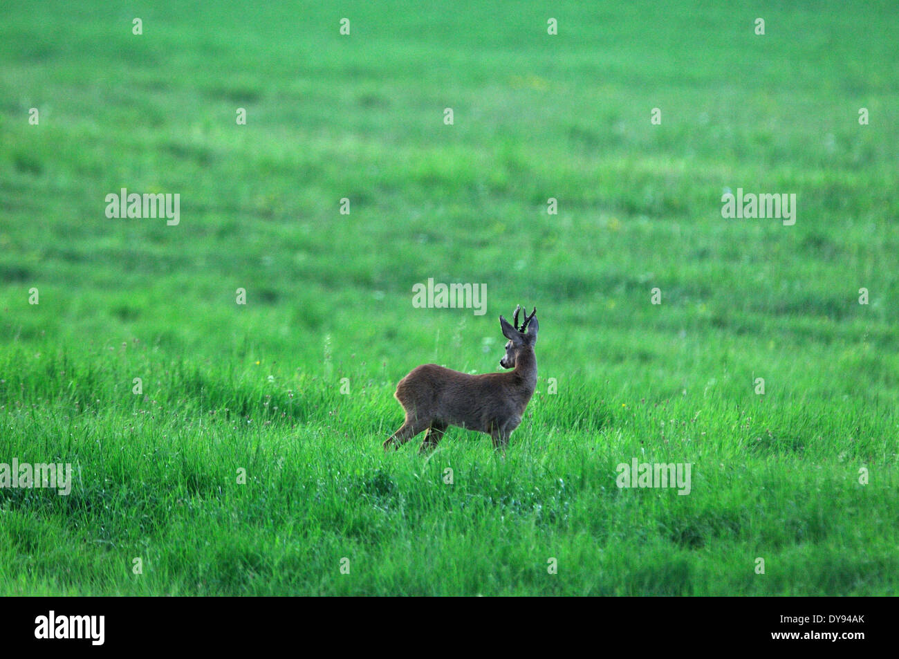 Roe deer Capreolus capreolus cloven-hoofed animals New World deer ...