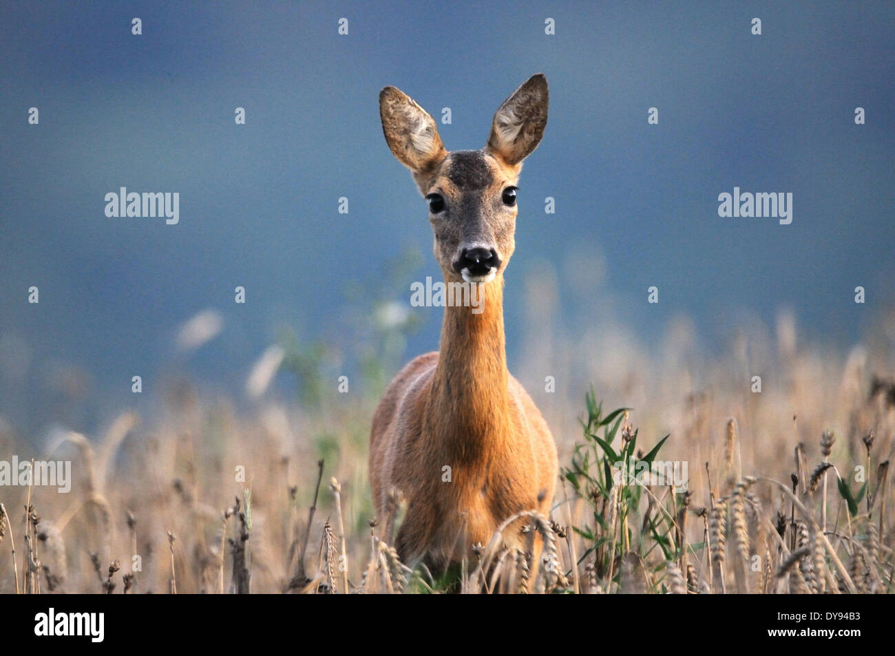 Roe deer, Capreolus capreolus, cloven-hoofed animals, New World deer ...