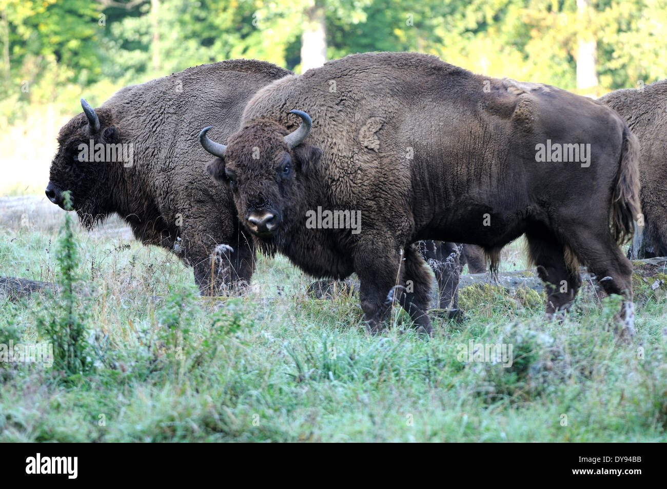 Bison bison bonasus Bovinae cattle buffaloes horns bovine cloven-hoofed ...