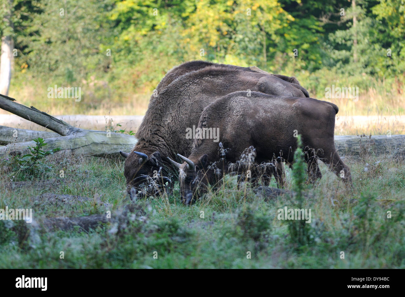 Bison bison bonasus Bovinae cattle buffaloes horns bovine cloven-hoofed ...