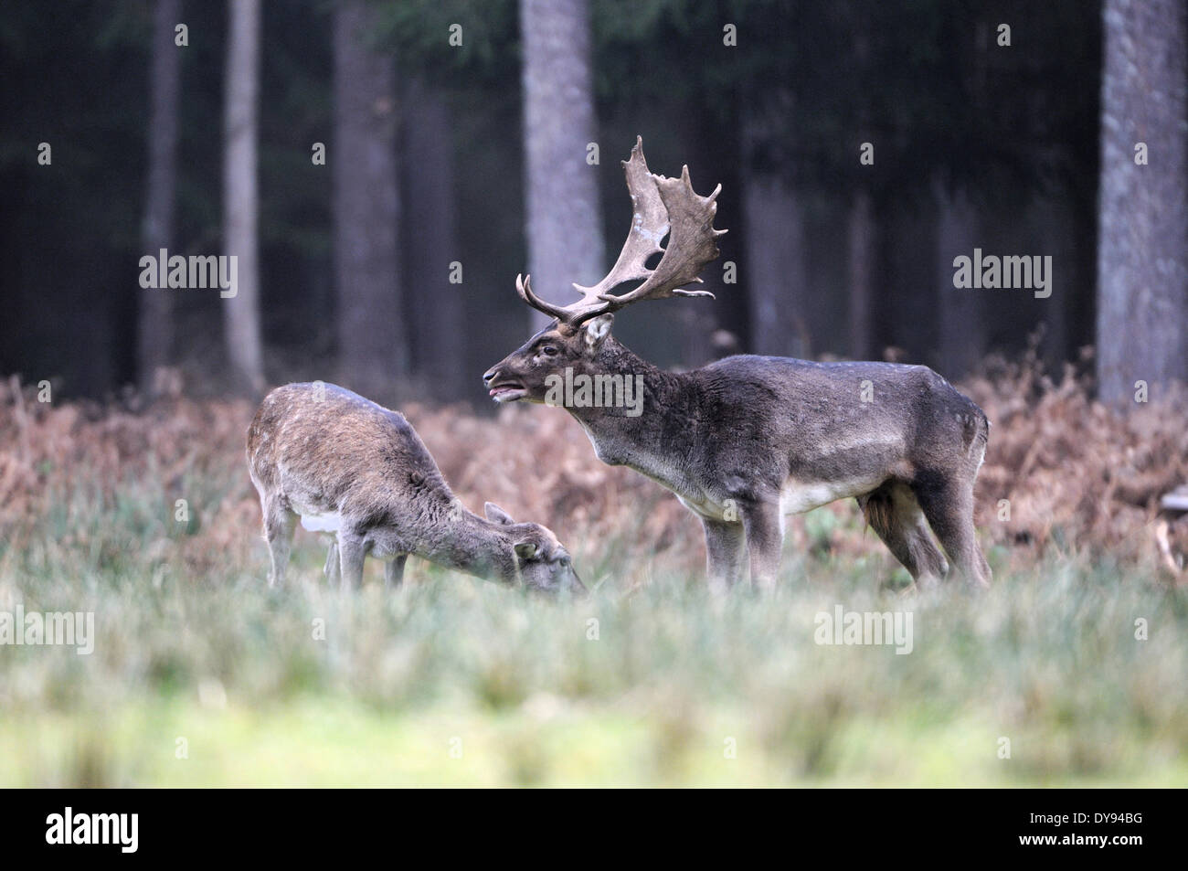 fallow deer deer stags stag cloven-hoofed animal antler Cervid Dama ...