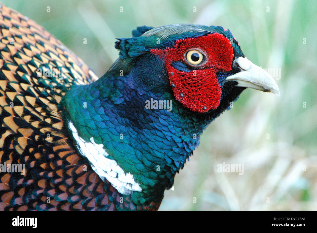 Pheasant common pheasant gallinaceous birds Phasianus colchicus ...