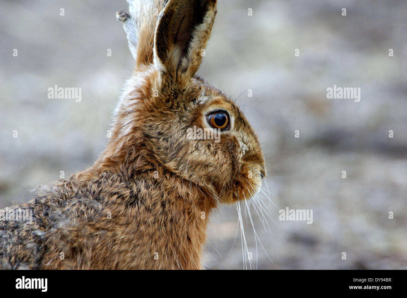 Hare, Rabbit, Lepus europaeus Pallas, brown hare, bunny, animal ...