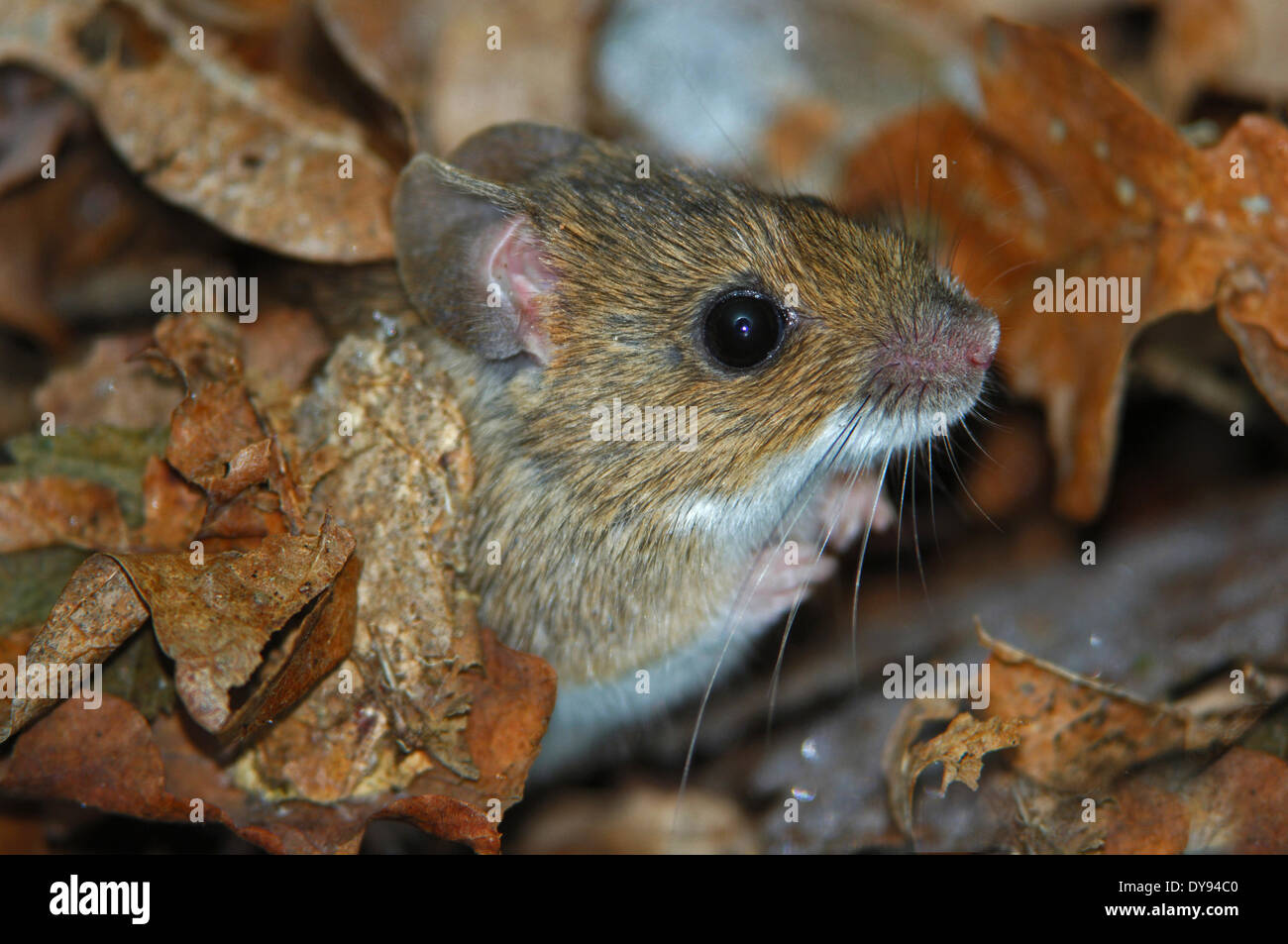 house mouse, rodent, mice, mus musculus, little, mouse, animal, animals ...