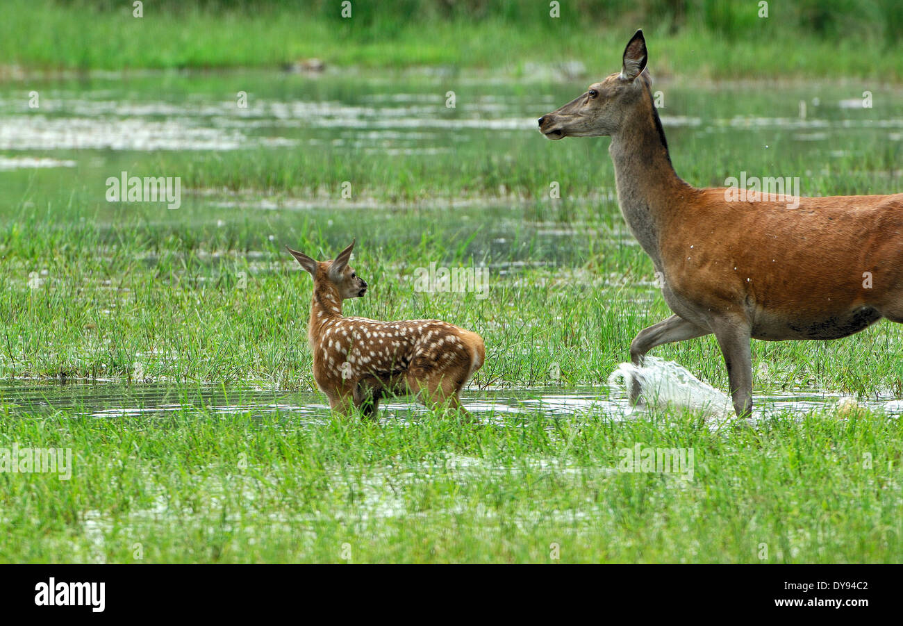 Red deer antlers antler Cervid Cervus elaphus deer stag stags hoofed ...