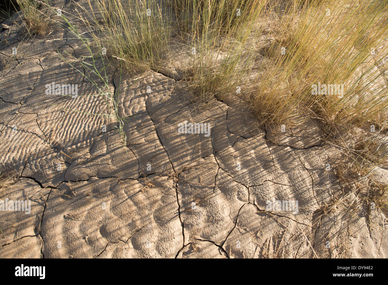 Specific Vegetation High Resolution Stock Photography and Images - Alamy