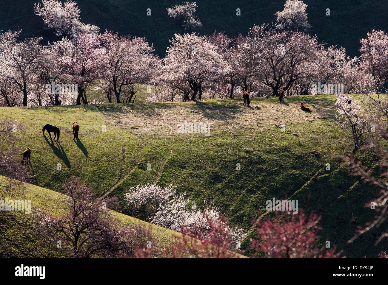 Xinyuan, China's Xinjiang Uygur Autonomous Region. 10th Apr, 2014 ...