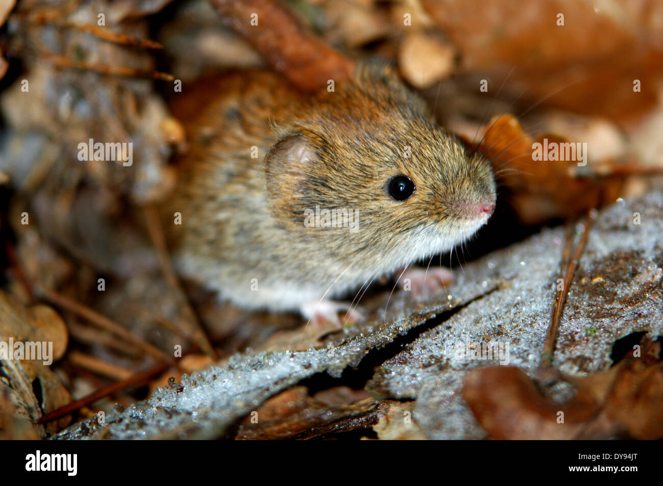 Root Vole Stock Photos & Root Vole Stock Images - Alamy