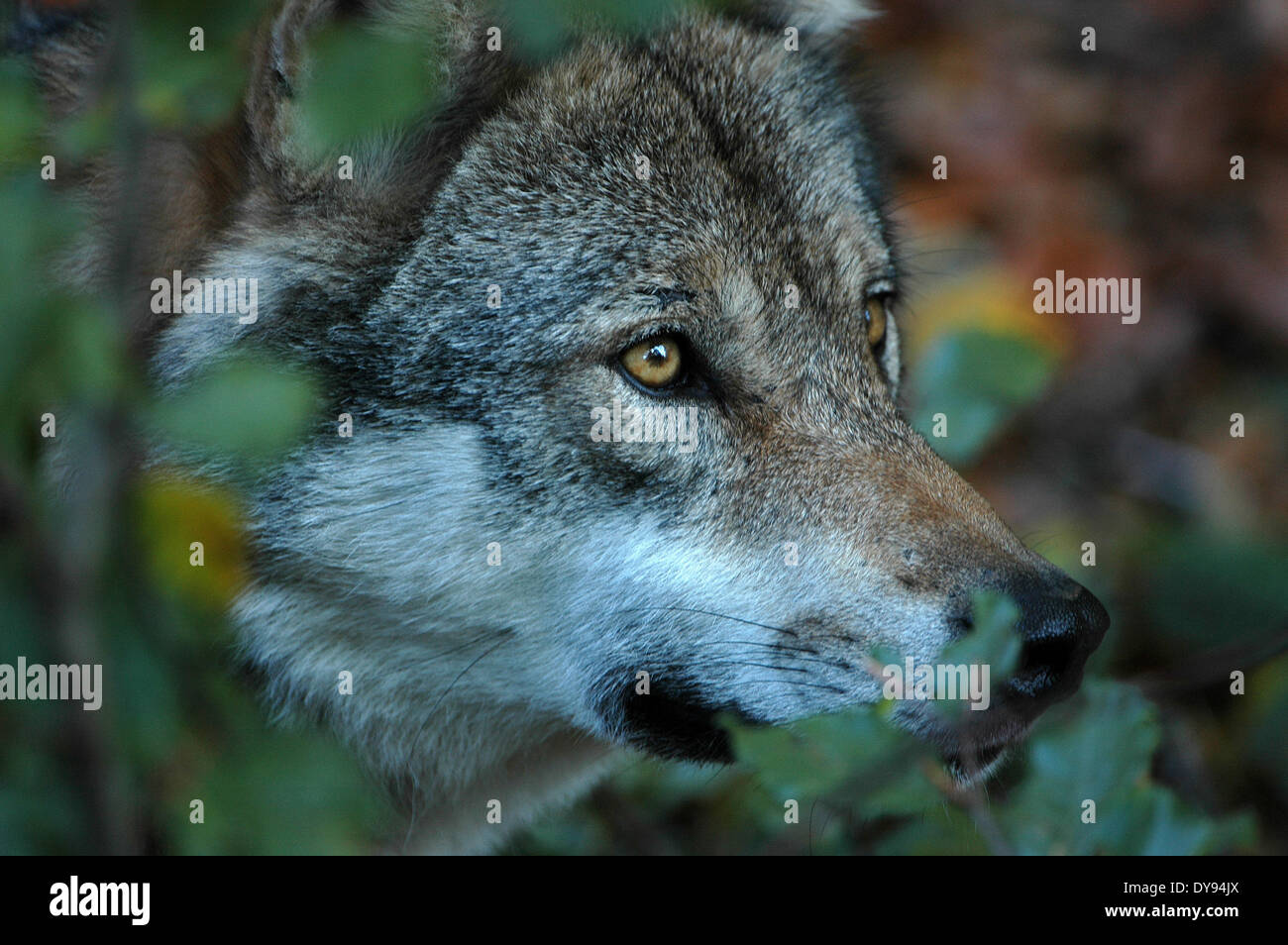 Canis lupus, canids, European Wolf, gray wolf, predators, wolves ...