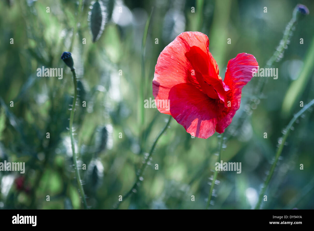 Tall red poppy hi-res stock photography and images - Alamy