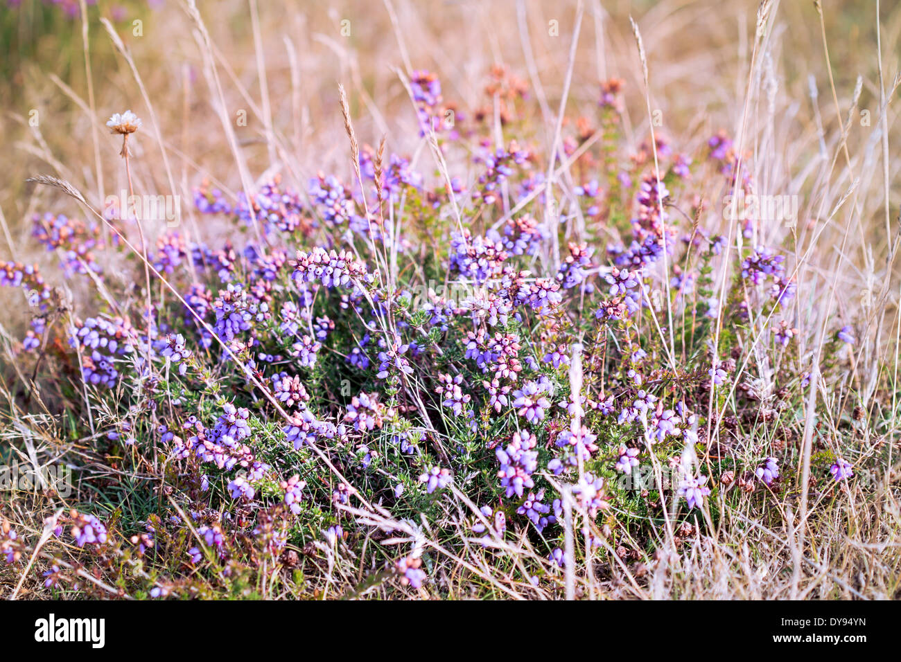 Bush of small flowers in the garden Stock Photo - Alamy