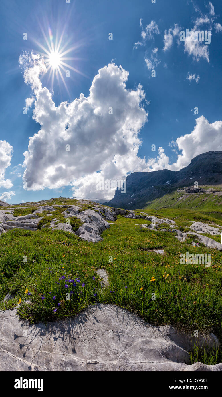 Alpine meadow Col du Sanetsch landscape field meadow flowers summer ...