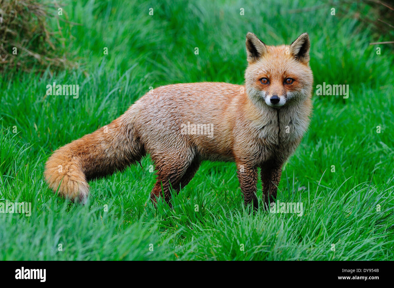Female Hunters High Resolution Stock Photography and Images - Alamy